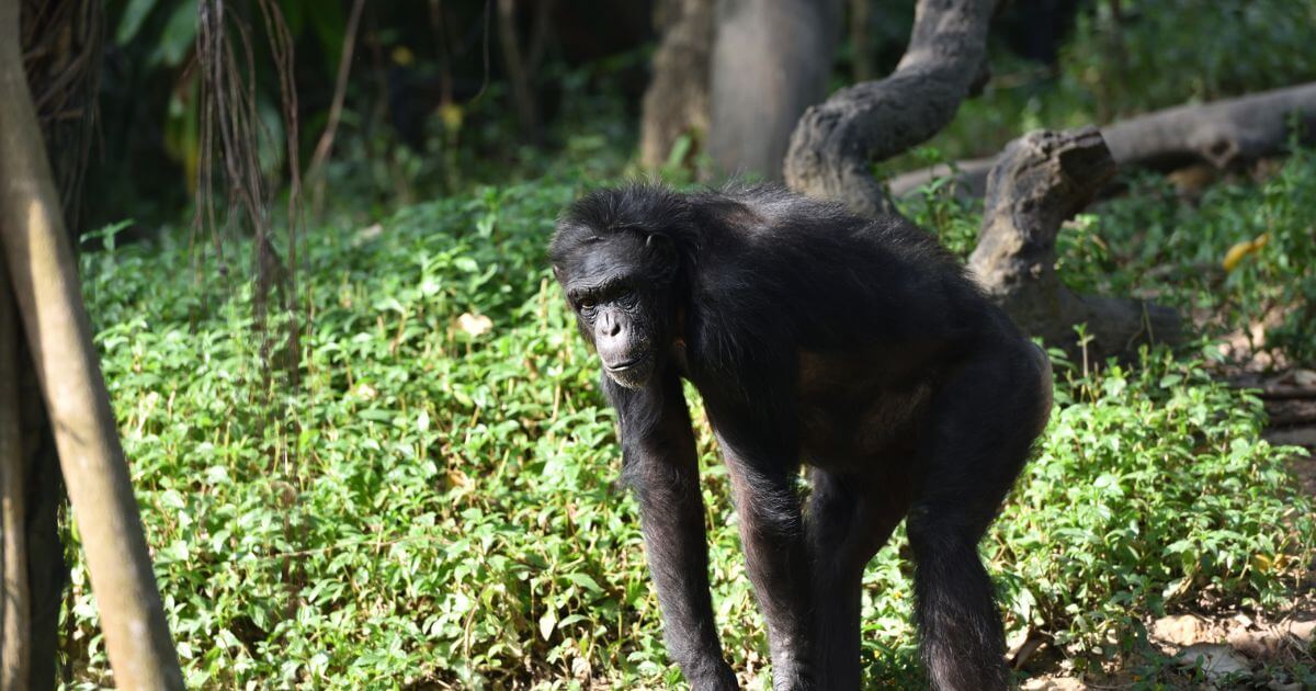 Chimpanzee – Highly Intelligent Primate Closest to Humans