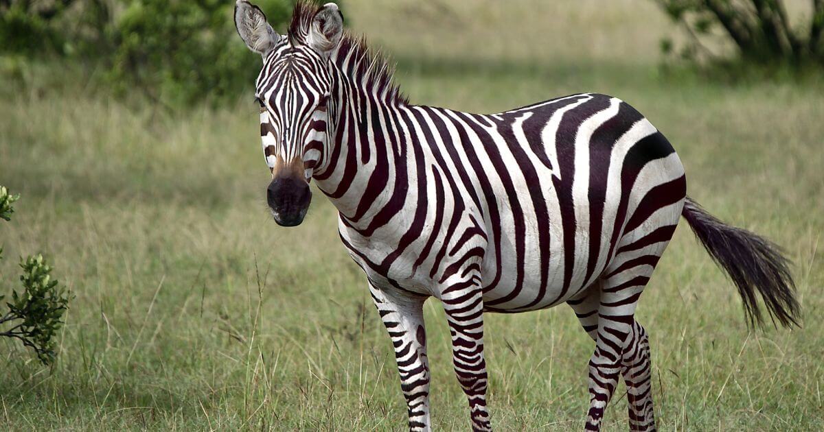 Zebra (Hippotigris) Facts, Images & Habitat | Generate Animal